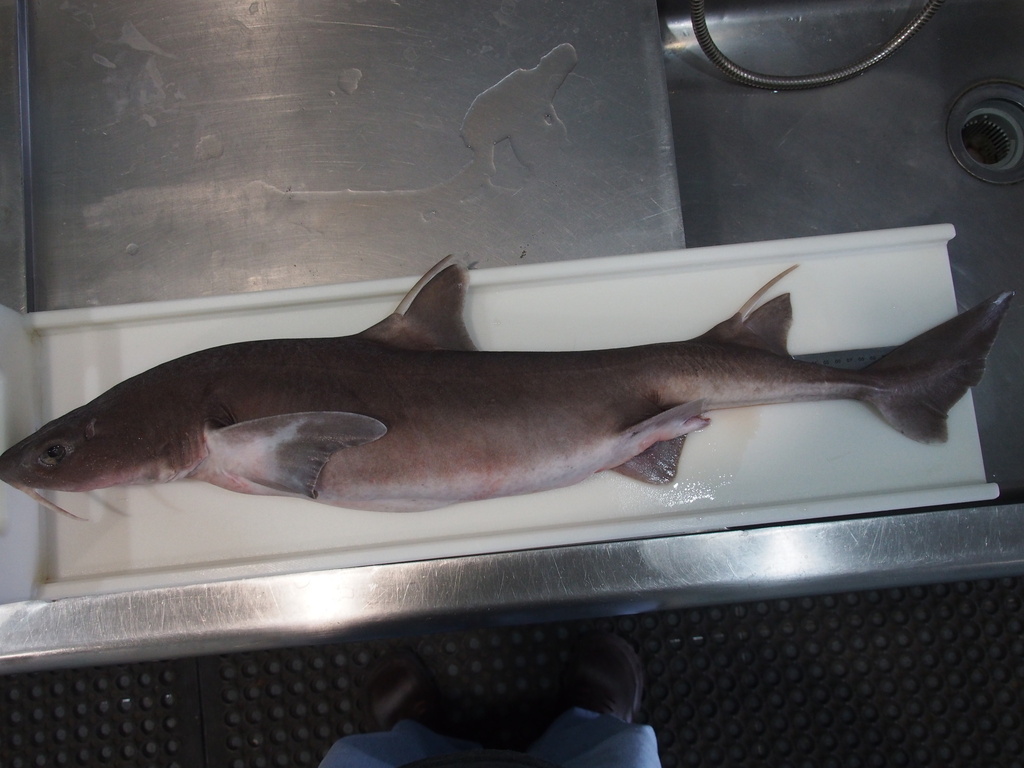 Mandarin Dogfish from Saipan, MP on September 01, 2014 at 10:50 AM by ...