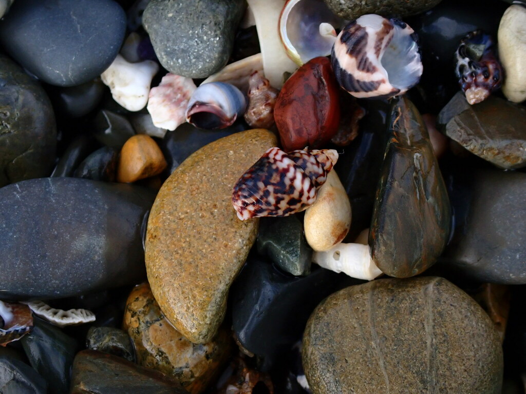 Dotted Dove Shell from Woolgoolga NSW 2456, Australia on August 15 ...
