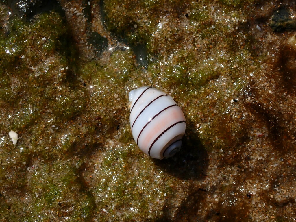 Pink Bubble Snail from Woolgoolga NSW 2456, Australia on August 15 ...