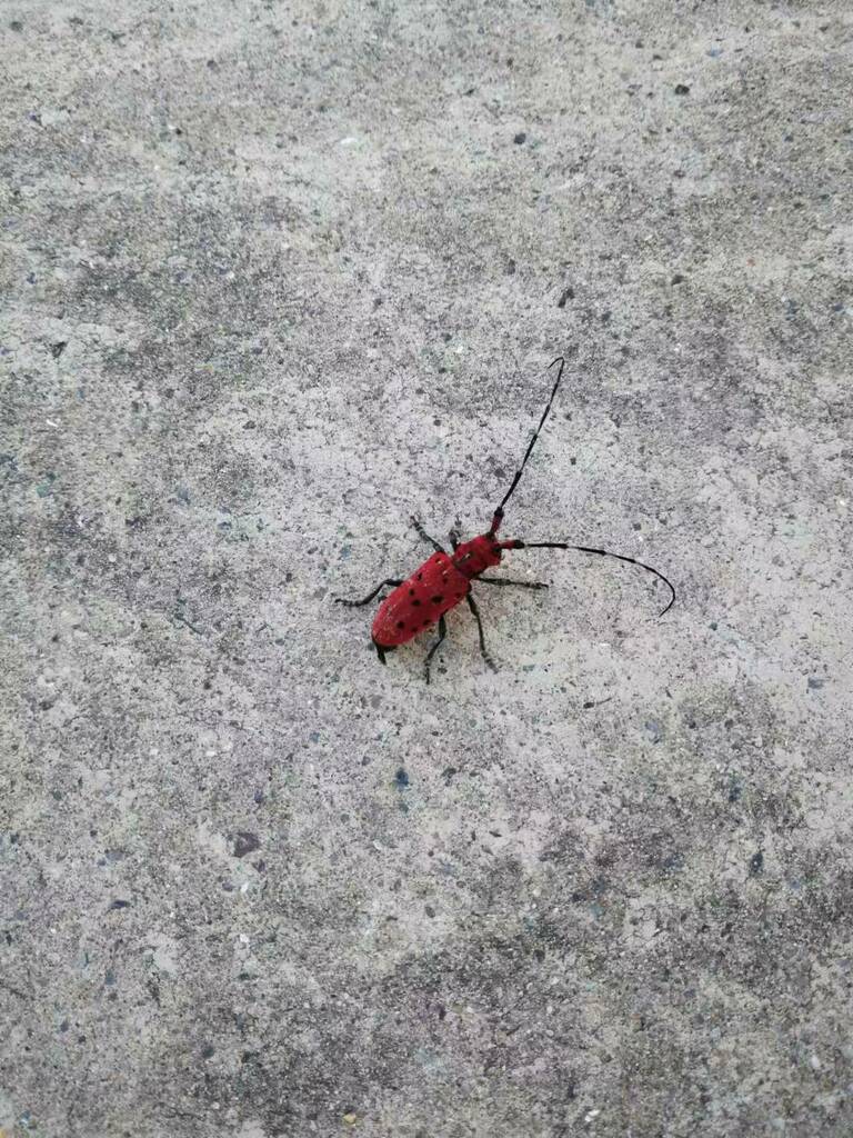 Red-spotted Longicorn Beetle in July 2022 by Alex Pintsen JIN · iNaturalist