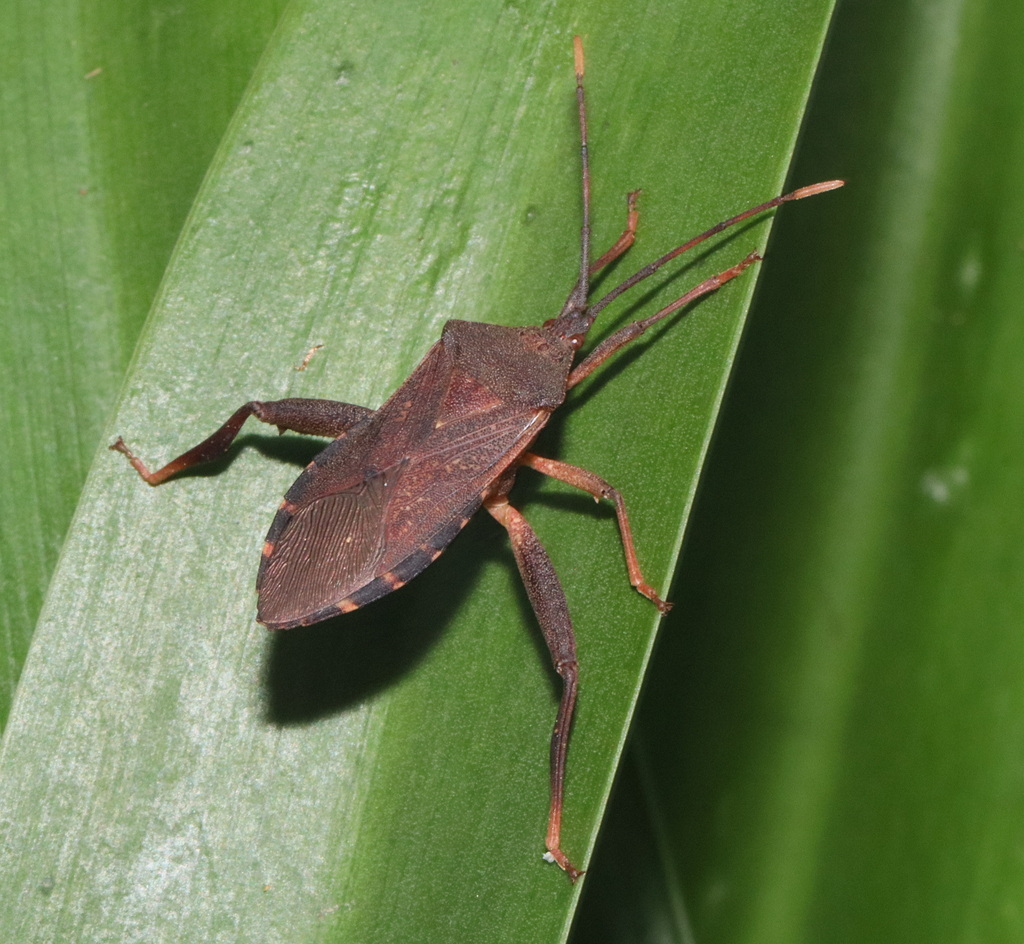 Amorbus from Witta QLD 4552, Australia on August 16, 2024 at 04:34 PM ...