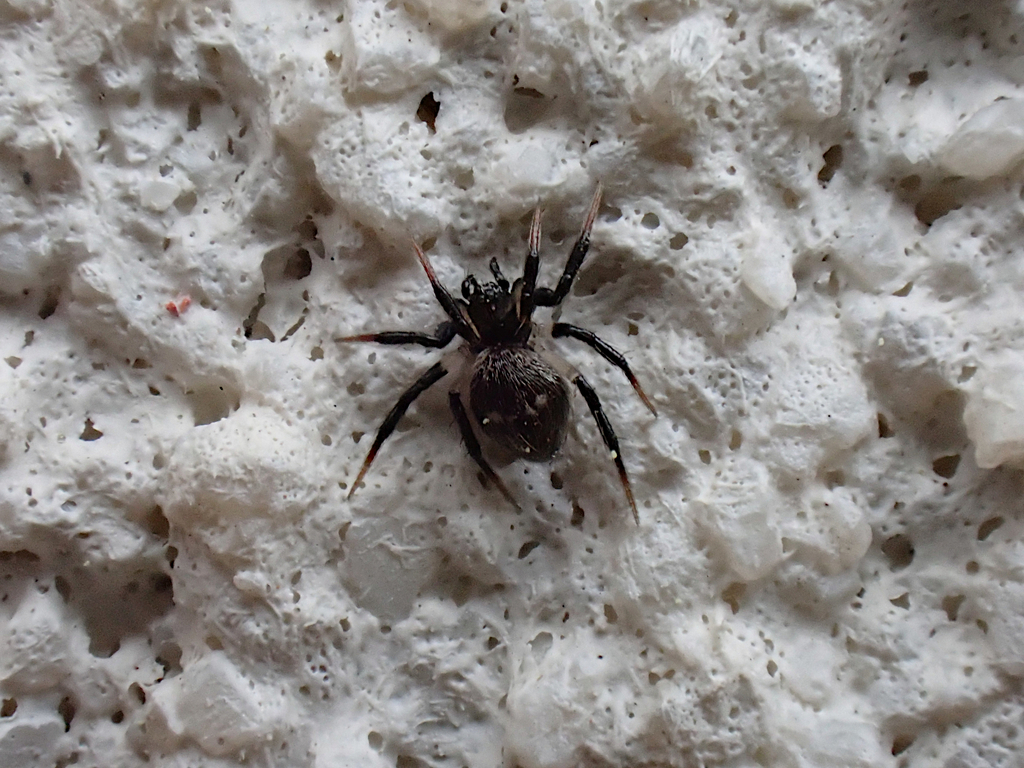 Comb-footed Spiders from Melbourne VIC, Australia on August 16, 2024 at ...