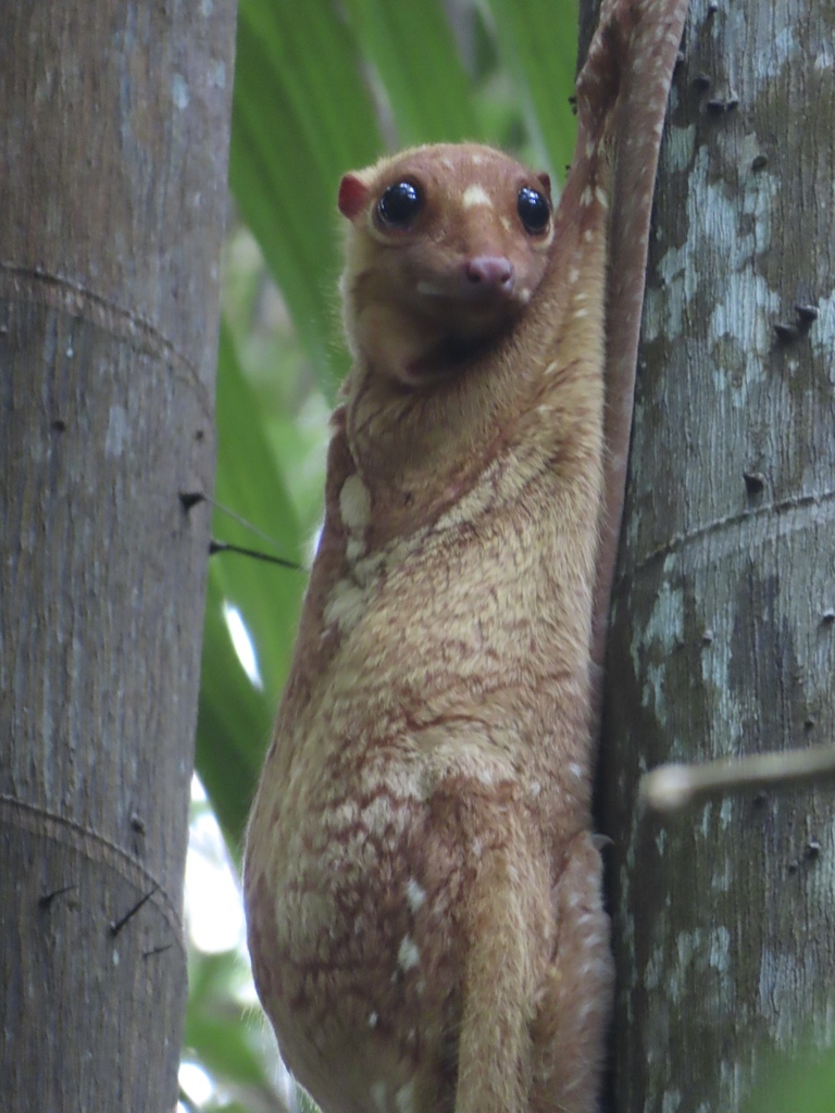 Sunda Colugo from Kuching on August 15, 2024 at 11:18 PM by ecovore ...