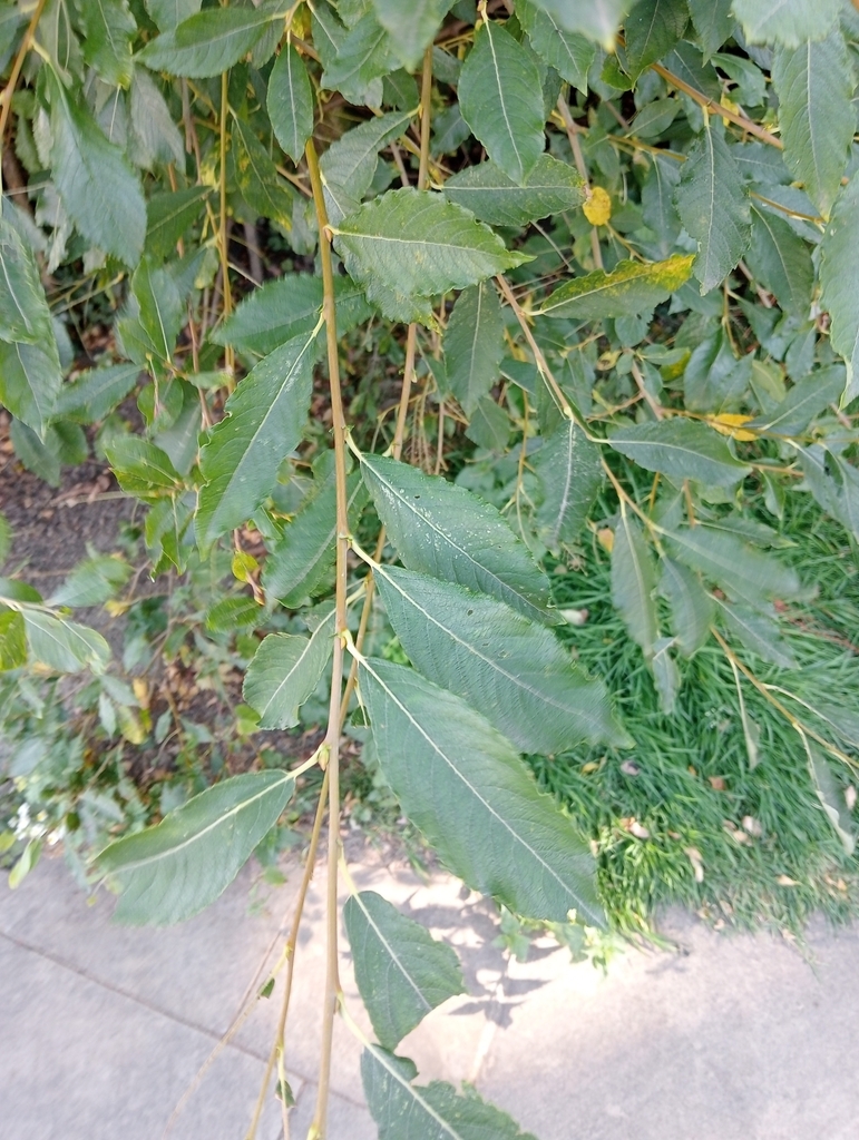 Rusty Willow from York YO1, UK on August 16, 2024 at 09:58 AM by ...