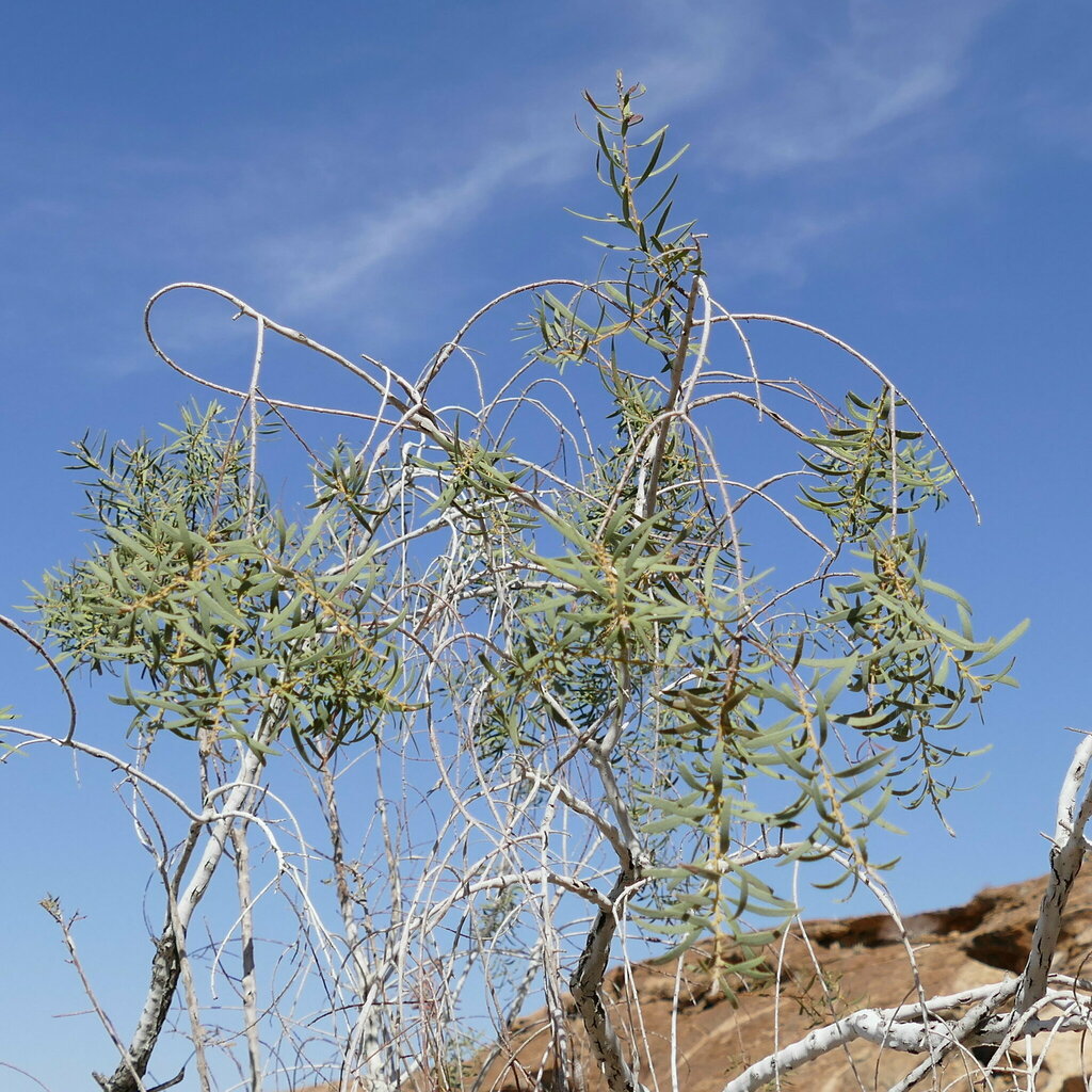 Black Ebony from Ganab, Region Erongo, Namibia on August 9, 2021 at 11: ...
