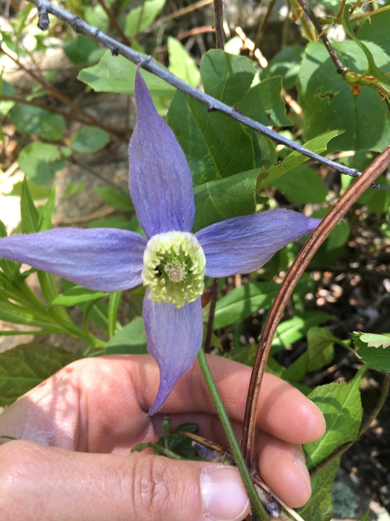 blue clematis from Rocky Mountain National Park, Estes Park, CO, US on ...