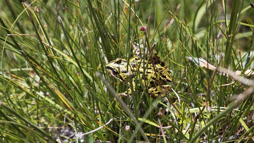 Tibetan frog in August 2024 by northernraven · iNaturalist