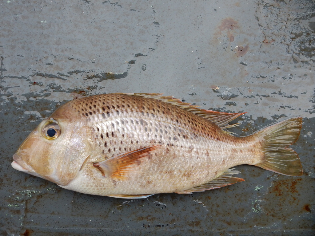 Japanese Large-eye Bream (Gymnocranius euanus) - Marine Life Identification