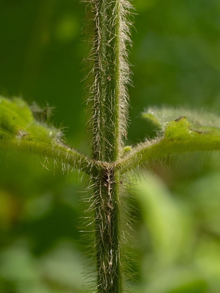 Marsh Hedge-nettle (Stachys pilosa arenicola) - Botanical Realm