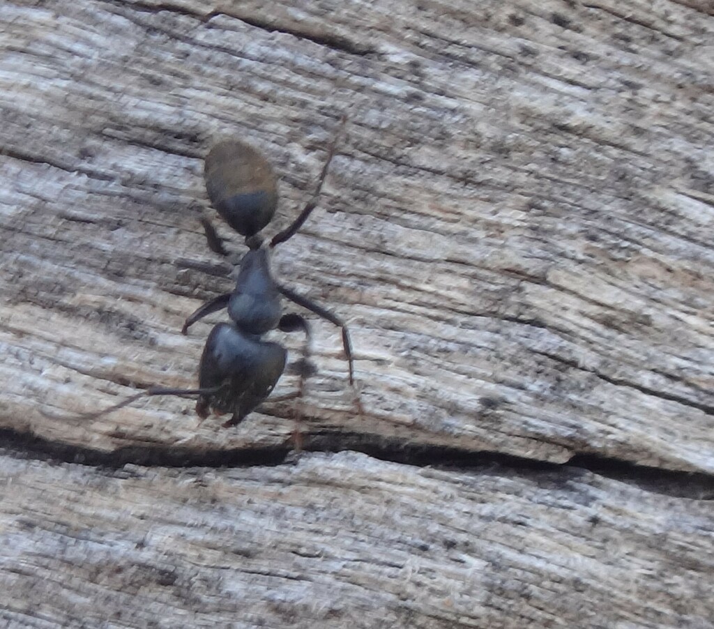 Golden-tailed Sugar Ant from Broadmere QLD 4420, Australia on July 30 ...
