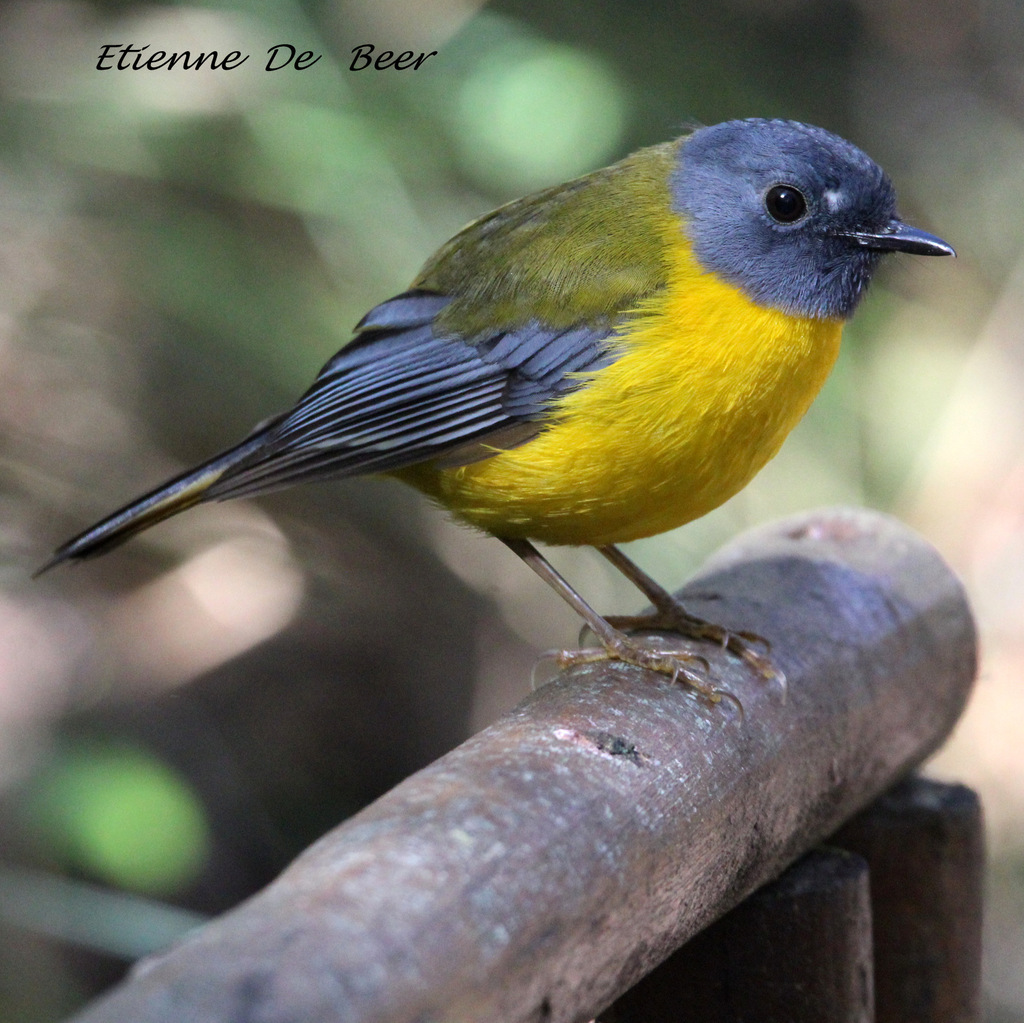 Pogonocichla stellata stellata from Garden Route Botanical Garden on ...