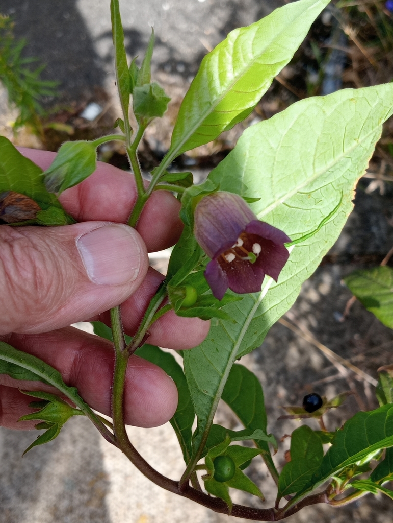 Deadly Nightshade from City Centre, York, UK on 16 August, 2024 at 01: ...