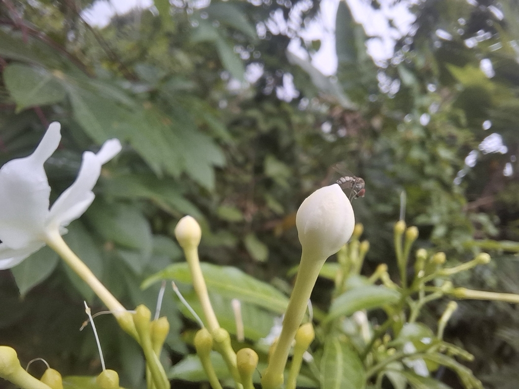 Quasimodo flies from RWXG+W7P, Maharagama 10280, Sri Lanka on August 16 ...