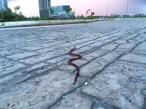 Variable Coralsnake (Micrurus diastema) - Snakes and Lizards