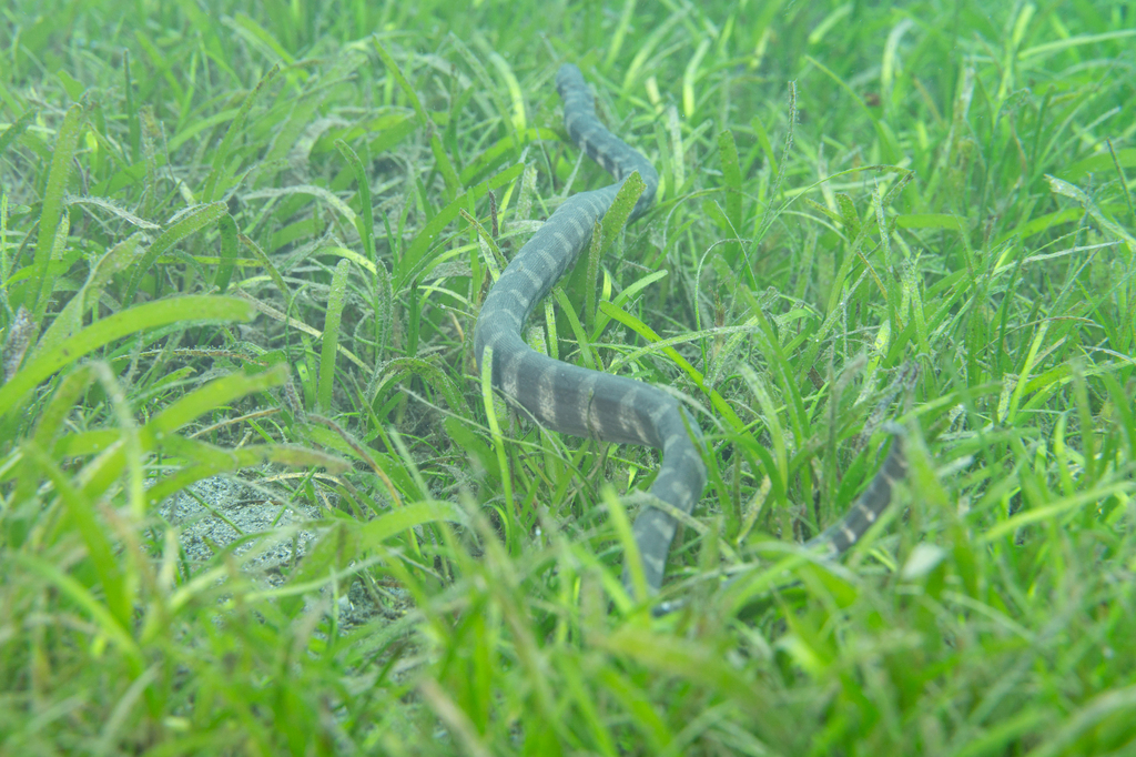 Little File Snake from Zamboanguita, Negros Oriental, Philippines on ...
