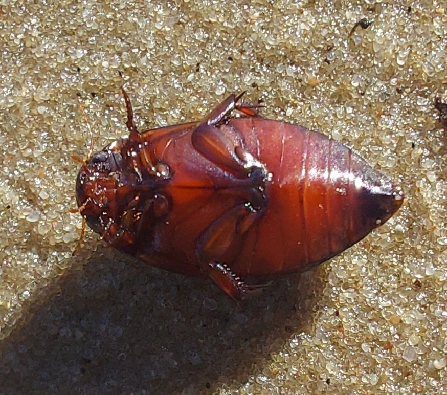 Ilybius from Лунинецкий район, Брестская область, Беларусь on August 14 ...