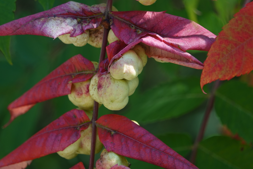 Sumac Gall Aphid from Kawartha Lakes, ON, Canada on August 15, 2024 at ...