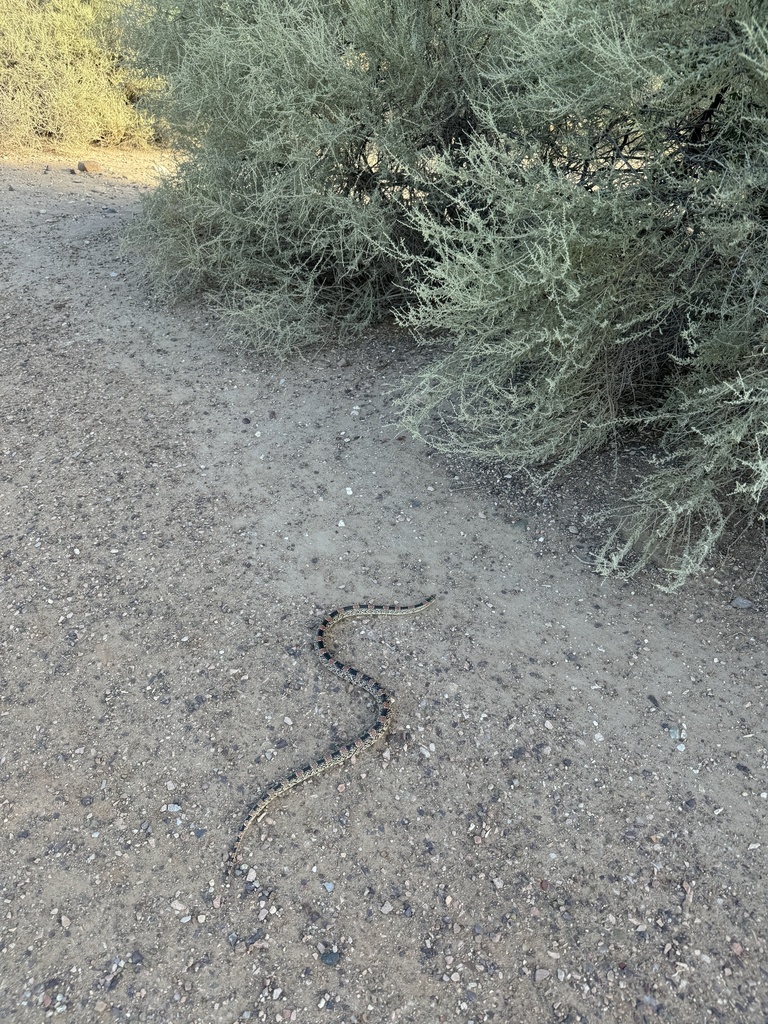Long-nosed Snake from Greenlee Rd, Tucson, AZ, US on August 16, 2024 at ...