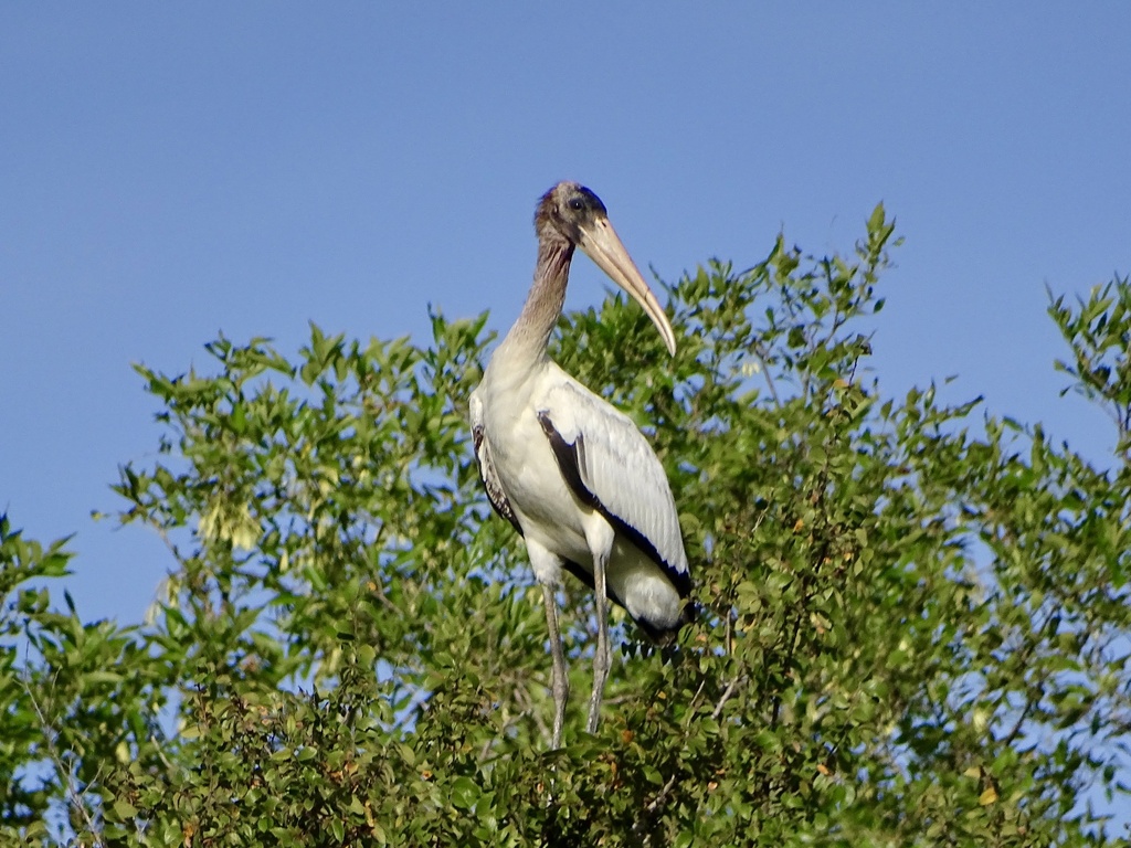 Wood Stork from Trinity River Audubon Center, Dallas, TX, US on August ...