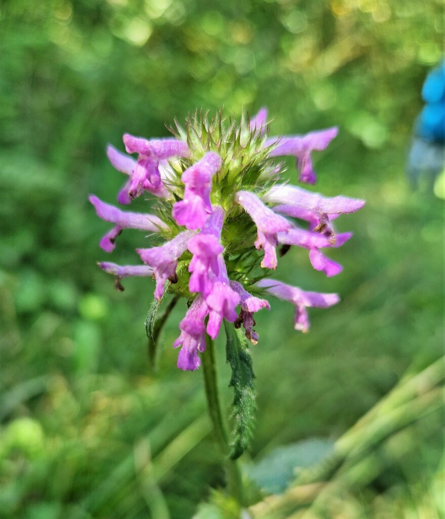 common hedge-nettle from Brierley Woods on August 16, 2024 at 11:42 AM ...