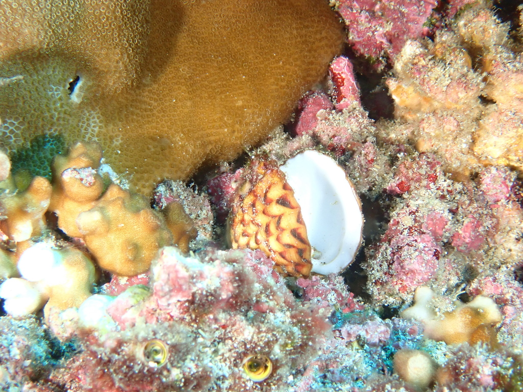 Strophocardia megastropha from Marchena Island, Ecuador on May 24, 2024 ...