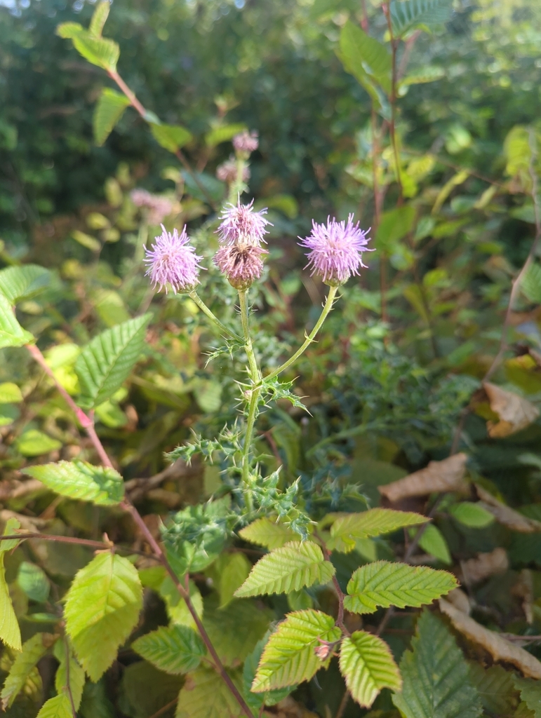 creeping thistle from Peter Taylor House, Cambridge CB1 2NJ, UK on ...