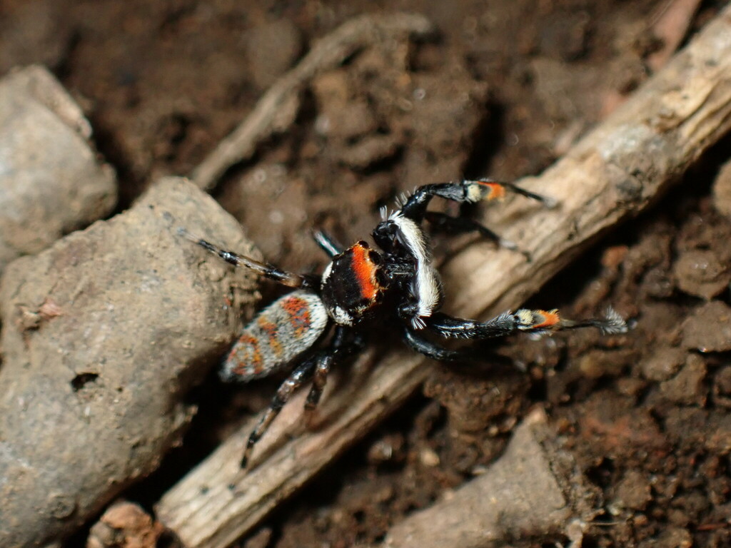 Marpissa pulla from Midori Ward, Yokohama, Kanagawa, Japan on July 11 ...