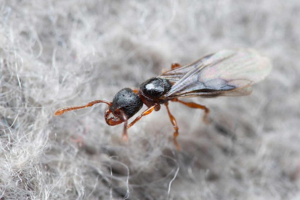 American Mite-eating Ant from Le Plateau-Mont-Royal, Montreal, QC ...
