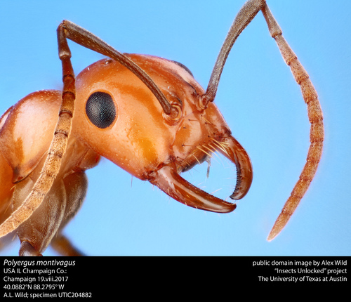 Amazon Ants (Polyergus)