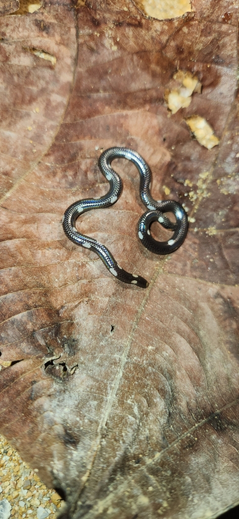 Leonard's Pipe Snake from 40170, Selangor, Malaysia on August 16, 2024 ...