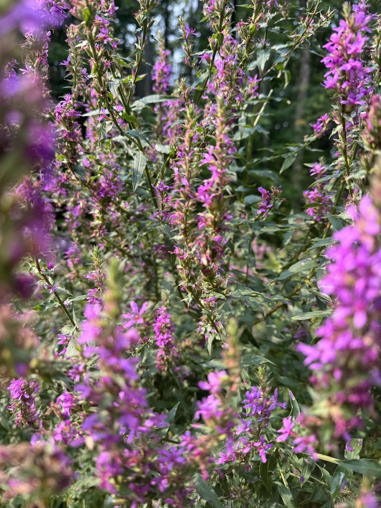 purple loosestrife from Beaver Tree Trail, Delmar, NY, US on August 16 ...