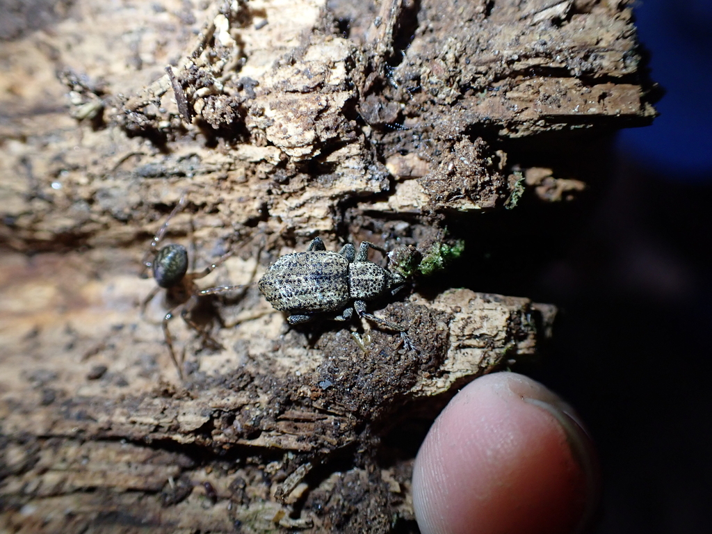 True Weevils from North Coast, BC, Canada on August 10, 2024 at 08:58 ...
