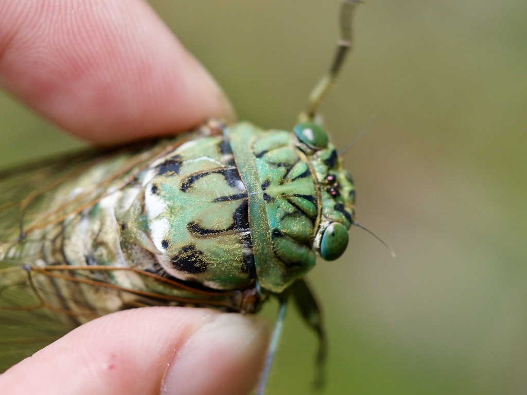 Robust Cicada from 本州, 舞鶴市, 京都府, JP on August 16, 2024 at 03:04 PM by ...
