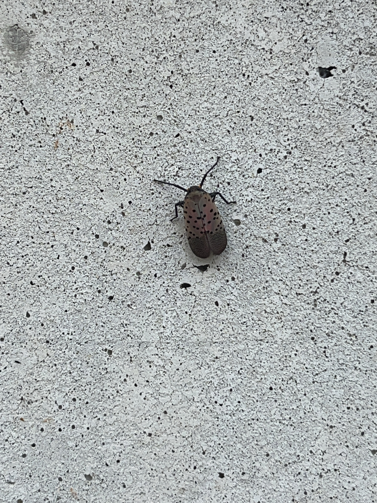 Spotted Lanternfly from Kinnelon on August 16, 2024 at 12:50 PM by ...