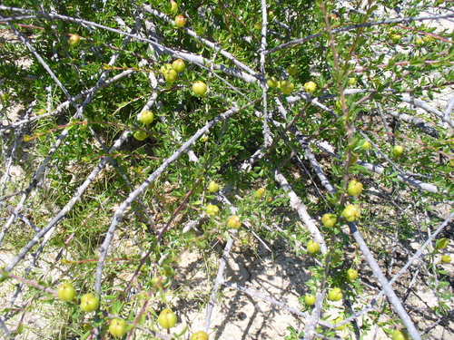 (Tetracoccus capensis)