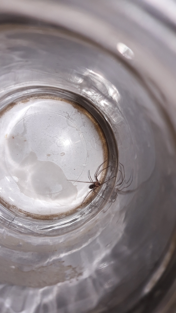 Apache Recluse from Hidalgo, 32300 Cd Juárez, Chih., Messico on June 15 ...