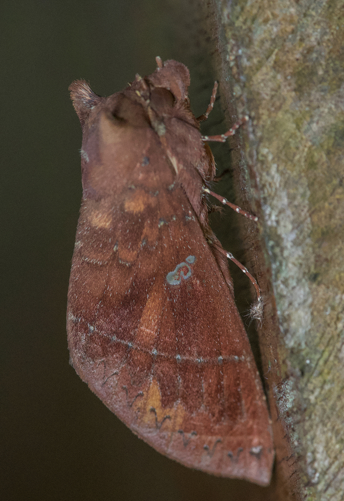 Hapigia ribbei from 1 km este de Tuis de Turrialba entrada a mano ...