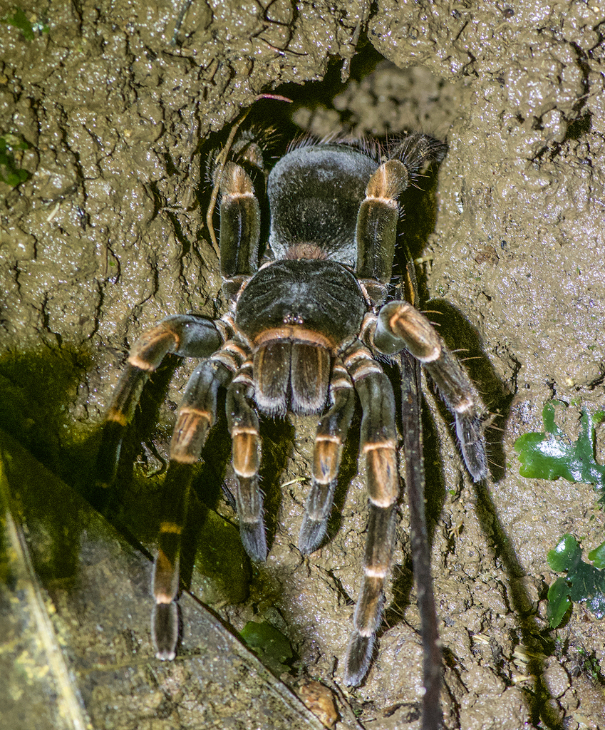 Costa Rican Redleg Tarantula from 1 km este de Tuis de Turrialba ...