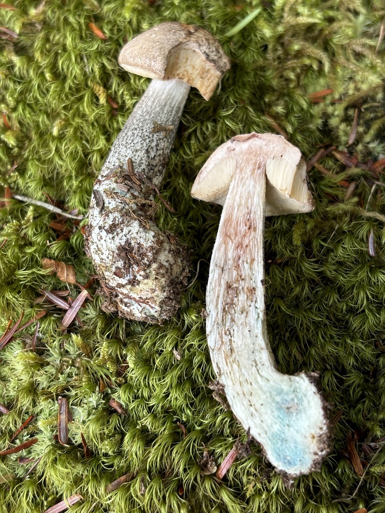 Snell's bolete from Blackwater Falls State Park, Thomas, WV, US on ...