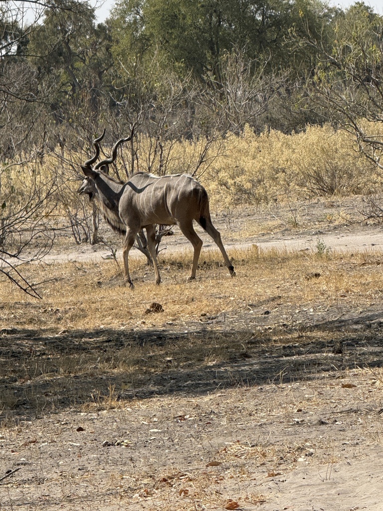 Southern Greater Kudu from Ngamiland East, BW-NC, BW on August 12, 2024 ...