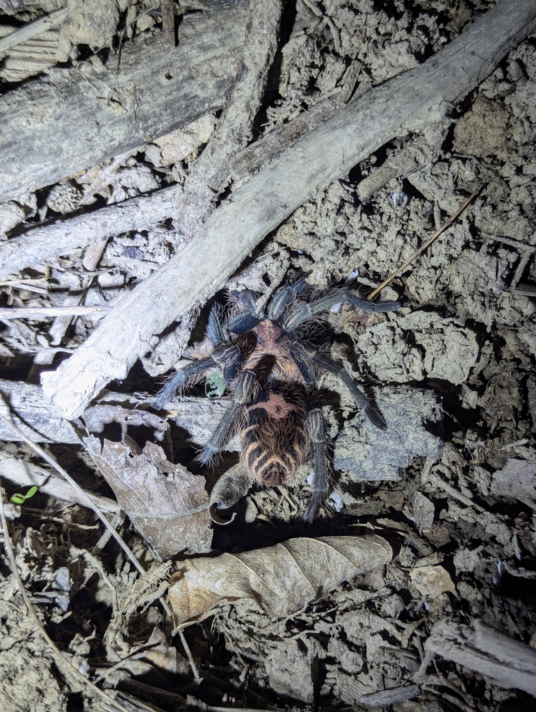 Guatemalan Tiger Rump Tarantula in August 2024 by Rodrigo Arrazola ...