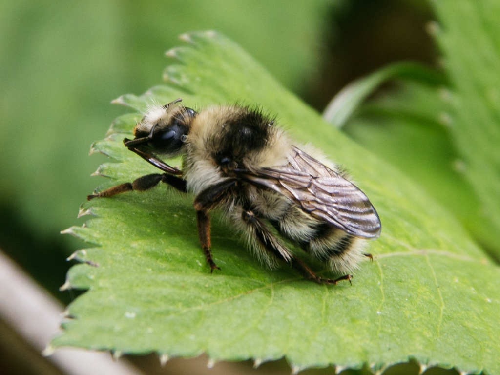 Sand-coloured Carder Bumble Bee from Юго-Западный административный ...