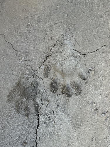 Raccoon Tracks – NatureTracking
