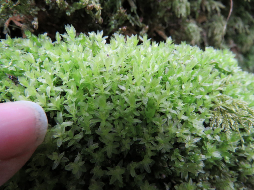 Calcareous and Allied Mosses (Mnium) - Botanical Realm