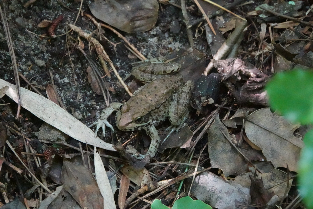 Green Frog from Rassie Wicker Dr, Pinehurst, NC, US on August 16, 2024 ...