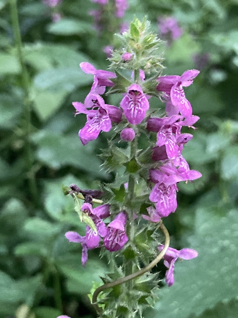 hedge woundwort from Brinkworth Terrace, York, England, GB on August 16 ...