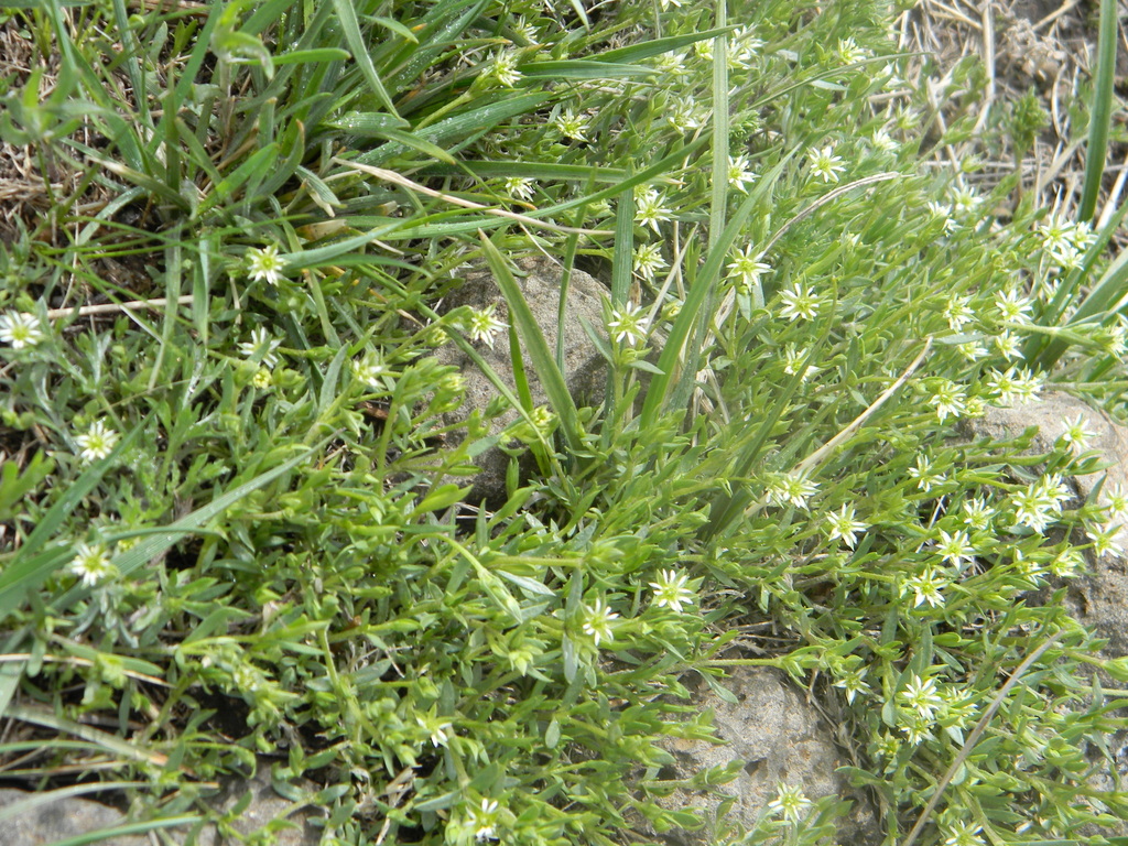 Stellaria dichotoma from Lat: 41.269106Lon: 112.974073Accuracy: 488m ...