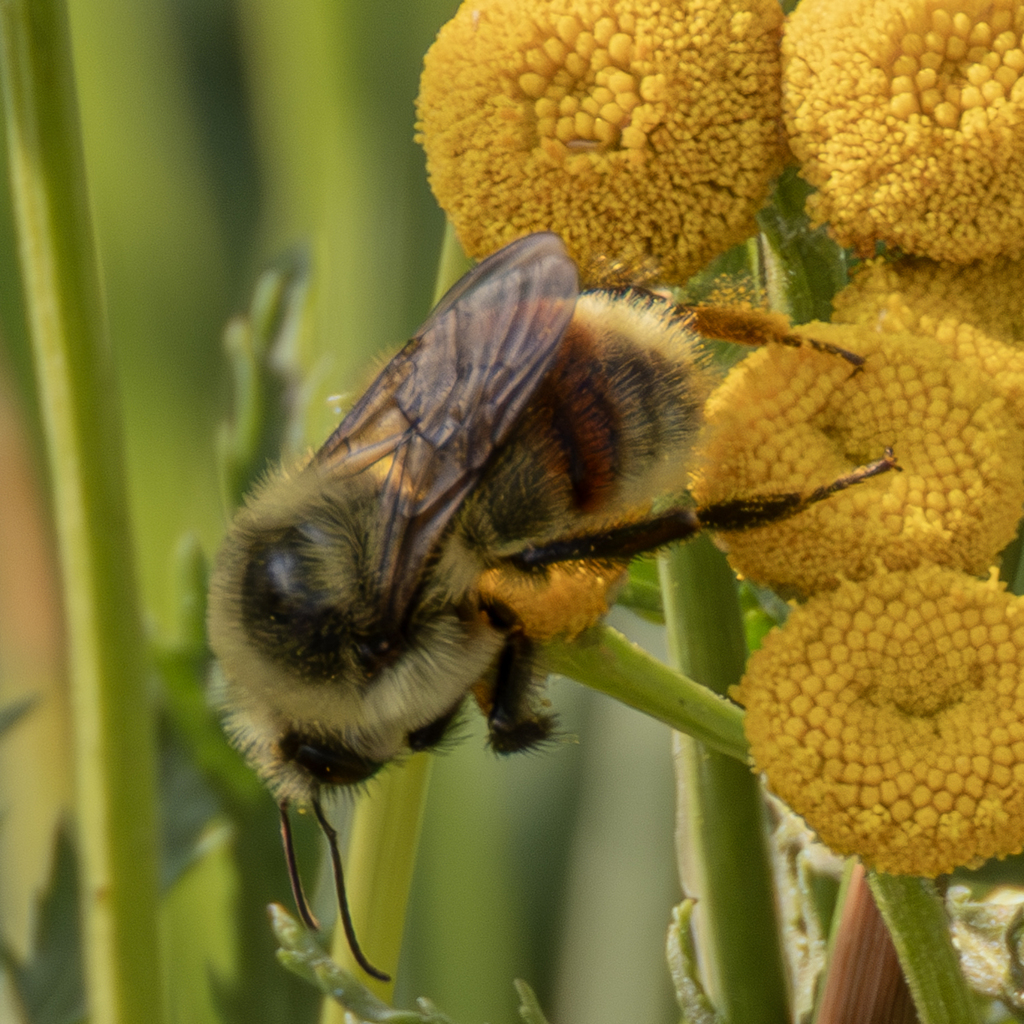 Red-belted Bumble Bee from Kootenai County, ID, USA on July 24, 2024 at ...