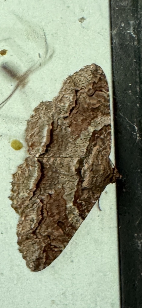 Maple Zale Moth from N Oak Hills Pkwy, Baton Rouge, LA, US on August 16 ...