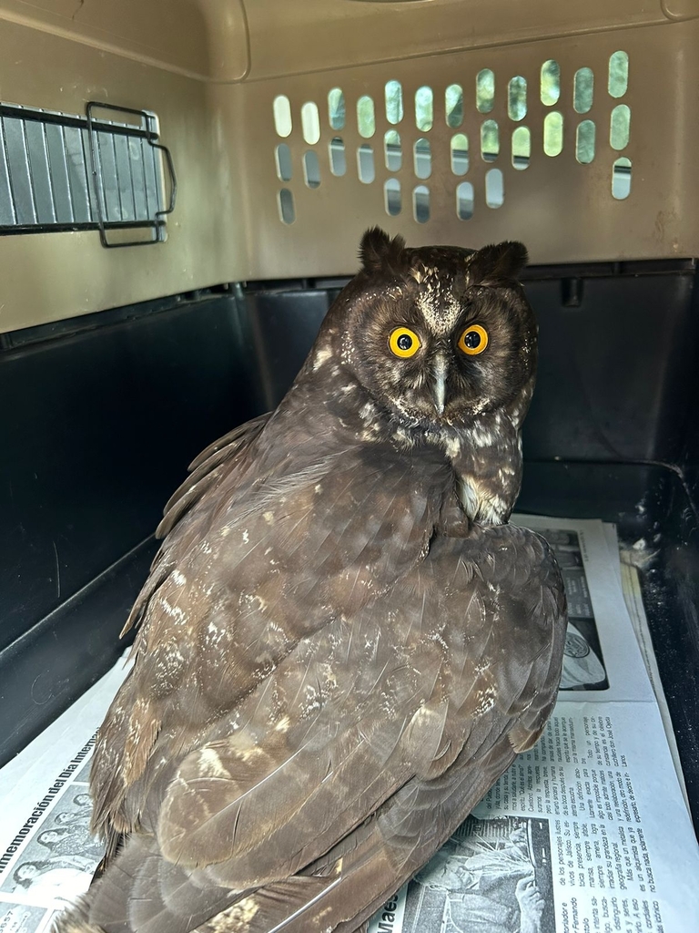 Stygian Owl from 49825 Jal., México on June 27, 2024 at 12:43 PM by ...